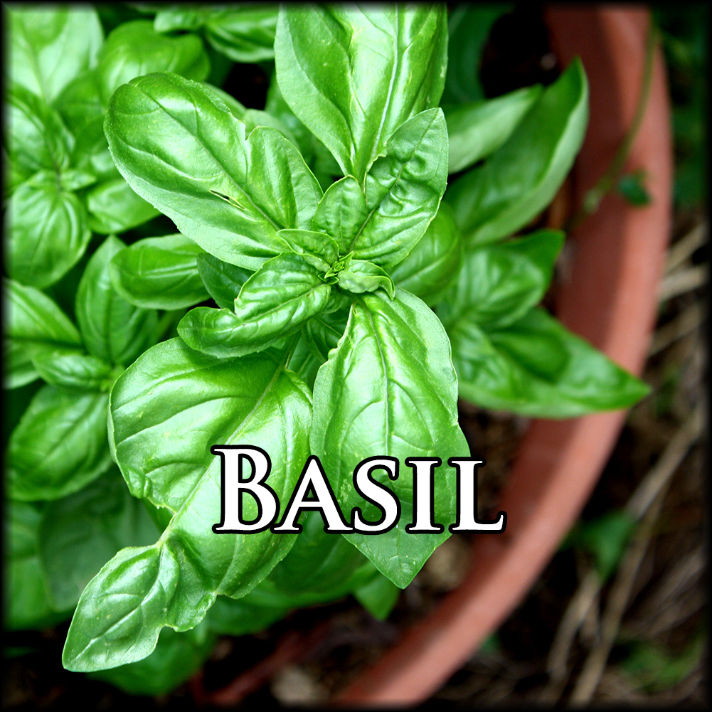 Basil Text Border – Pumpkin Ridge Gardens