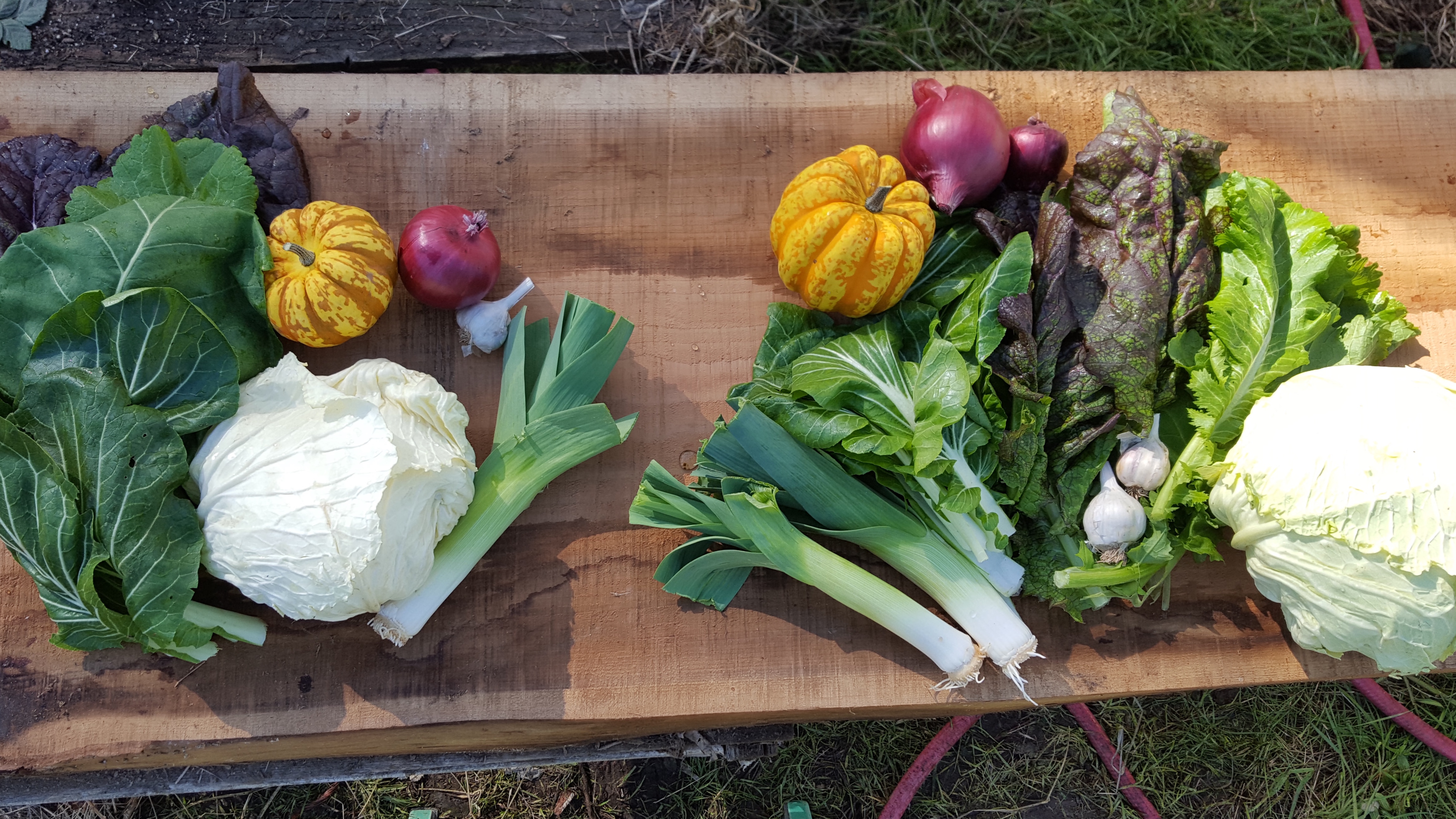 Comparing Full and Half Share Baskets – Pumpkin Ridge Gardens