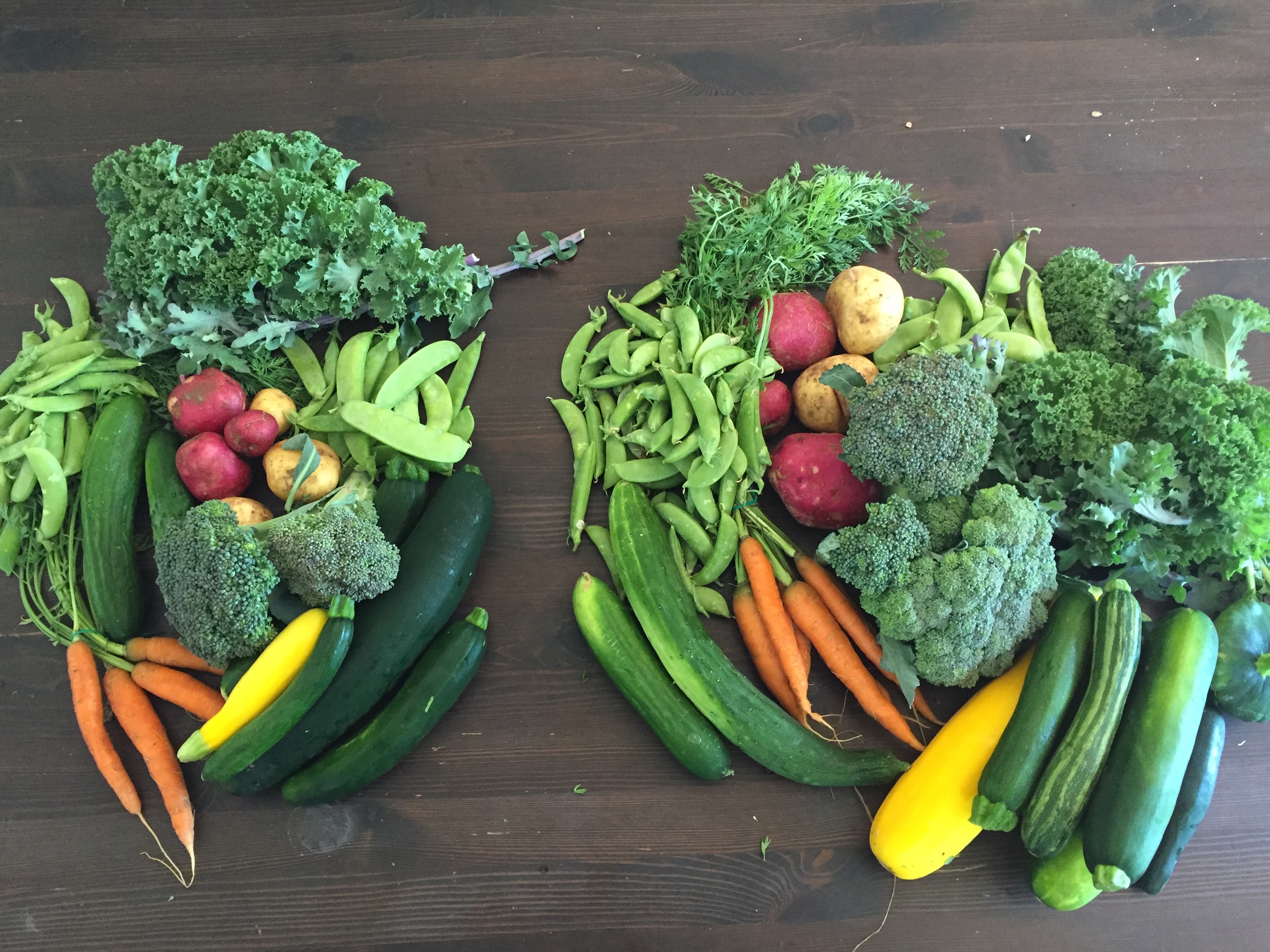 Comparing Full and Half Share Baskets – Pumpkin Ridge Gardens