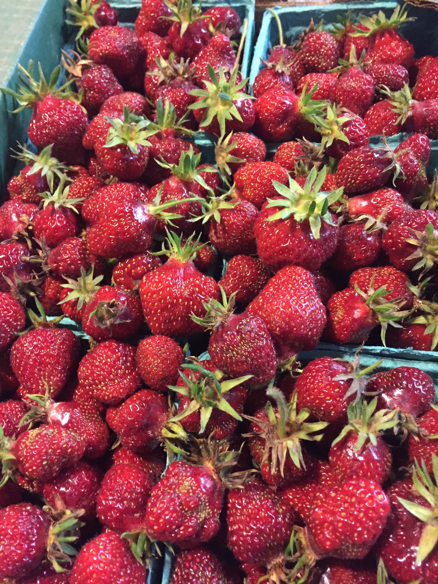 Strawberries! – Pumpkin Ridge Gardens